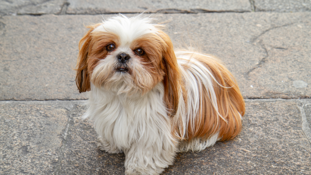 5 tipos de cortes de pelo para un shih tzu