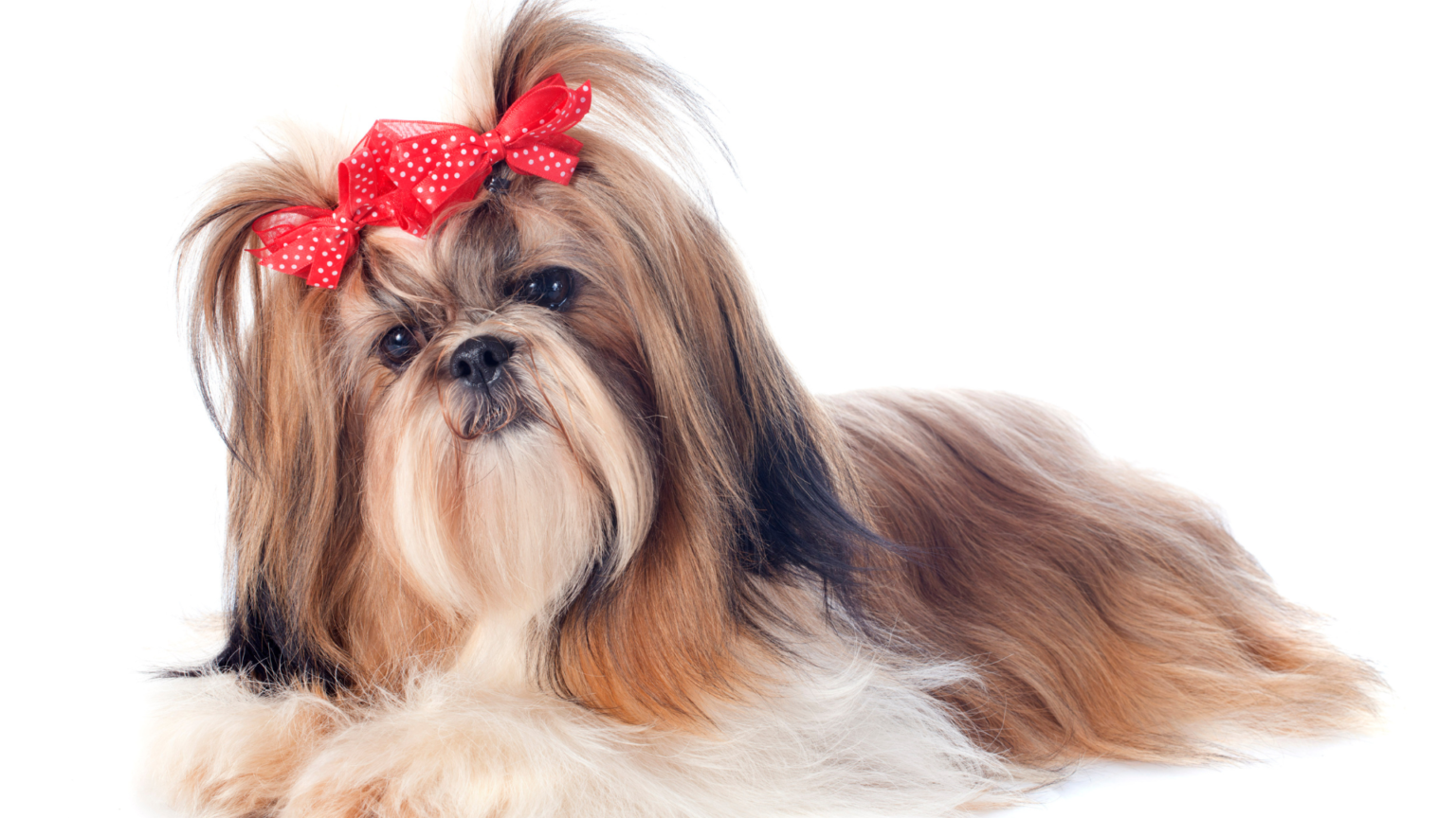 5 tipos de cortes de pelo para un shih tzu