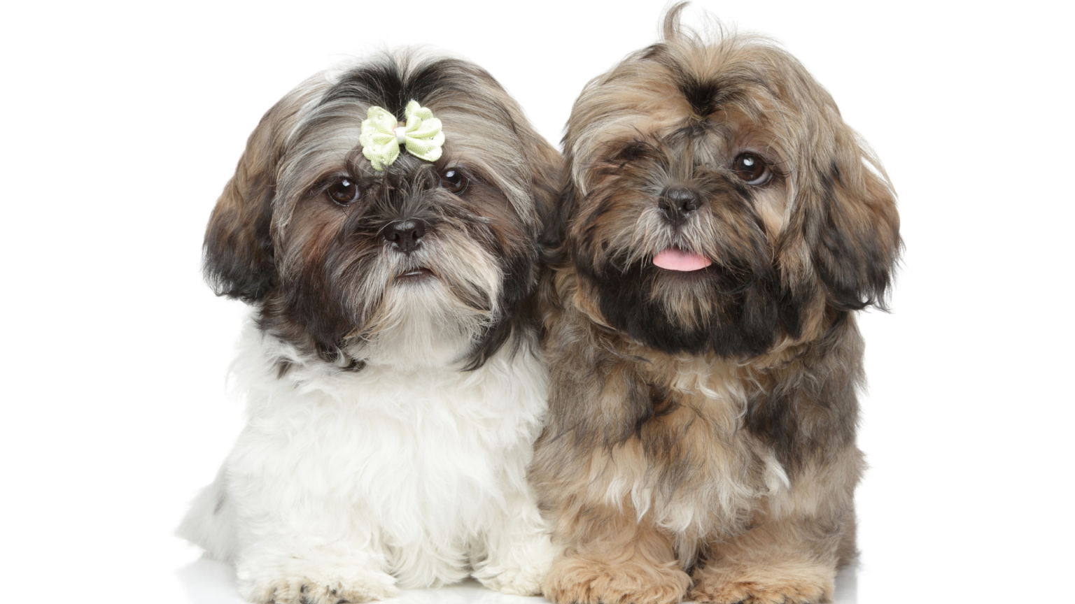 5 tipos de cortes de pelo para un shih tzu